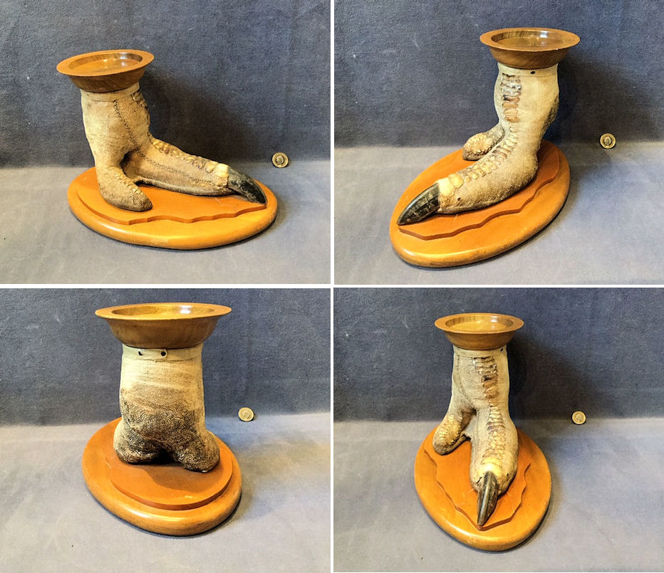 Taxidermy & Natural History