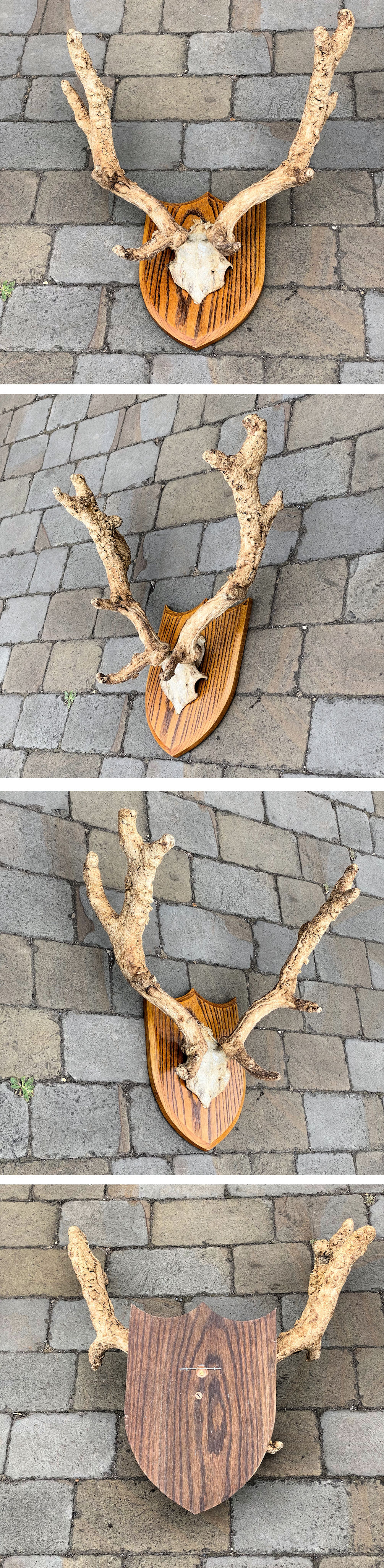 Taxidermy & Natural History