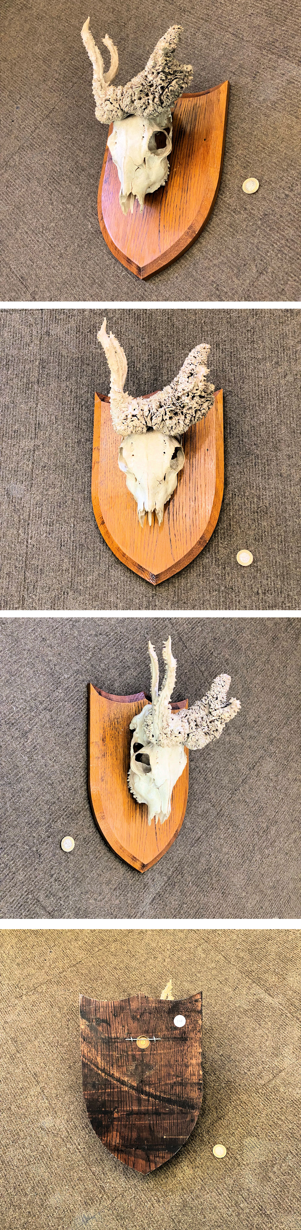 Taxidermy & Natural History