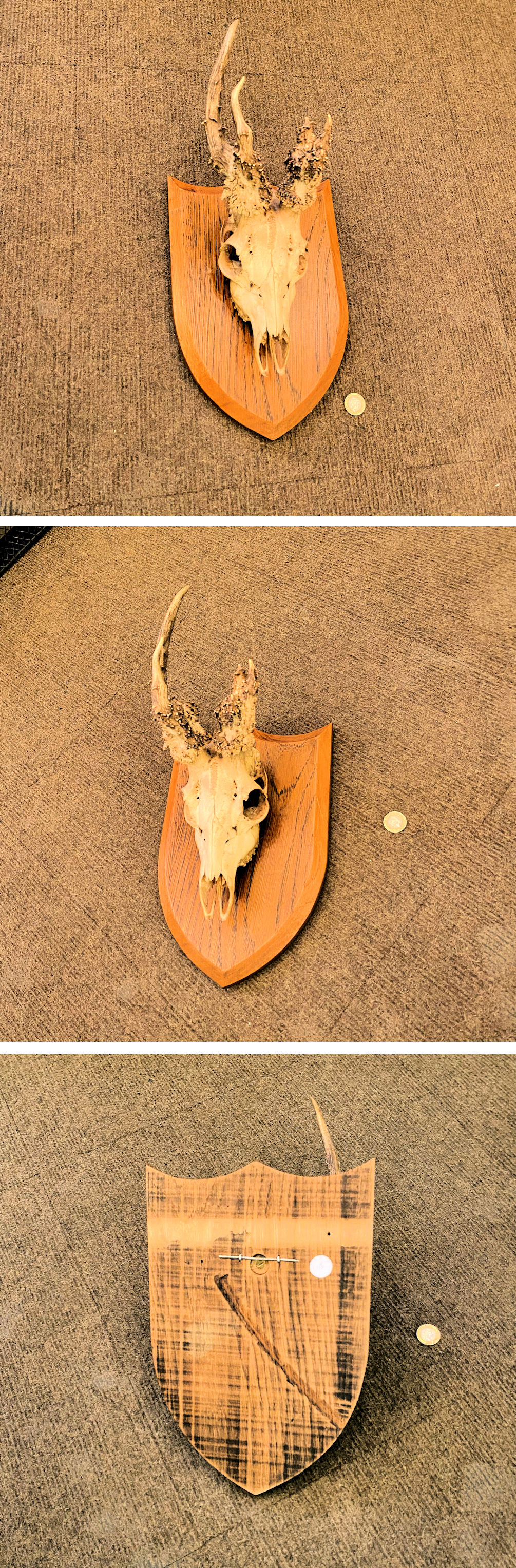 Taxidermy & Natural History