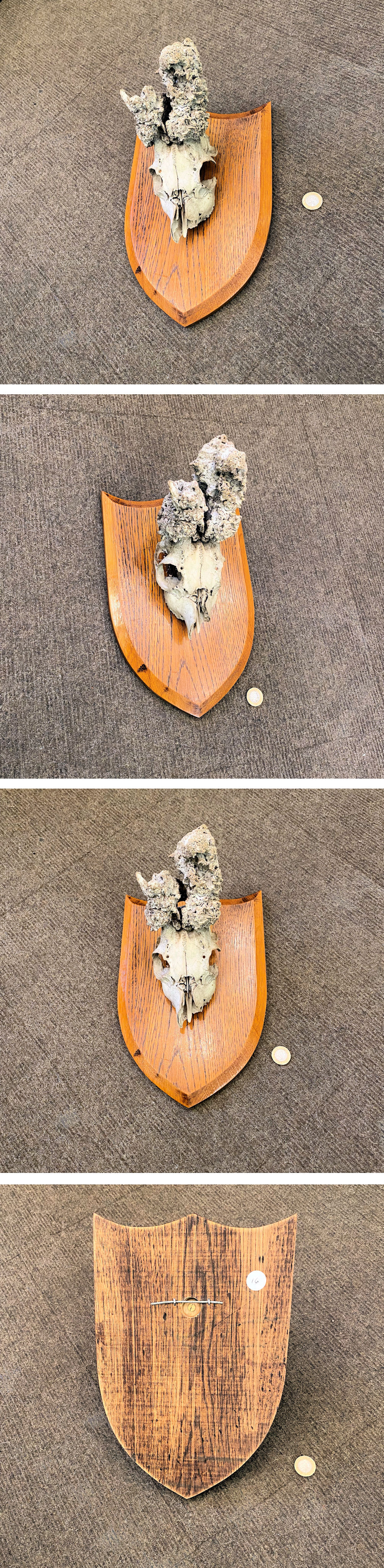 Taxidermy & Natural History