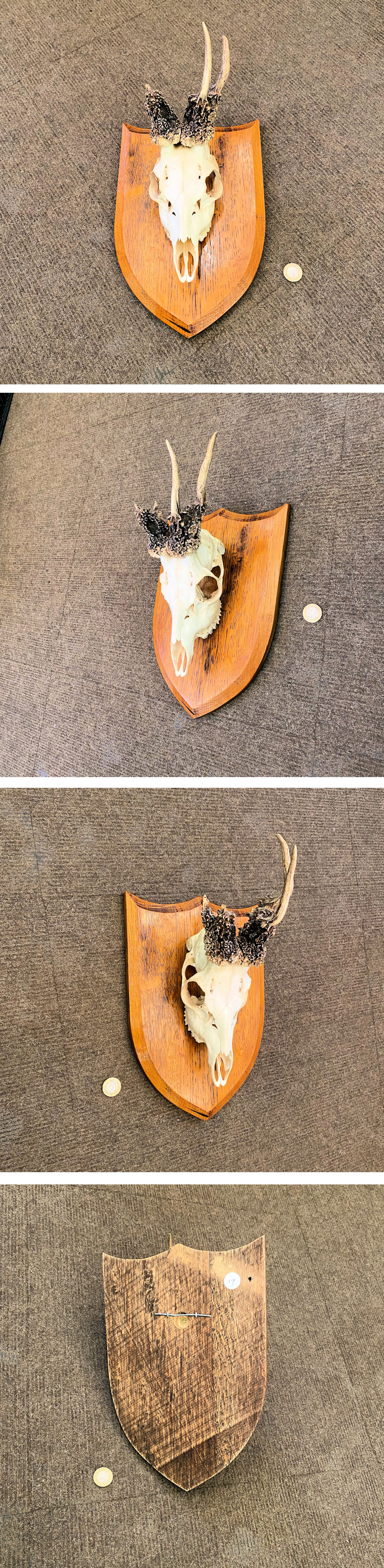 Taxidermy & Natural History